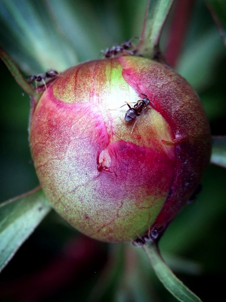 pfingst rose Foto & Bild | pflanzen, pilze & flechten, blüten ...