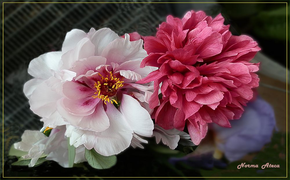 Pfingst Rosen Foto & Bild | blumen , fotos, natur Bilder auf fotocommunity