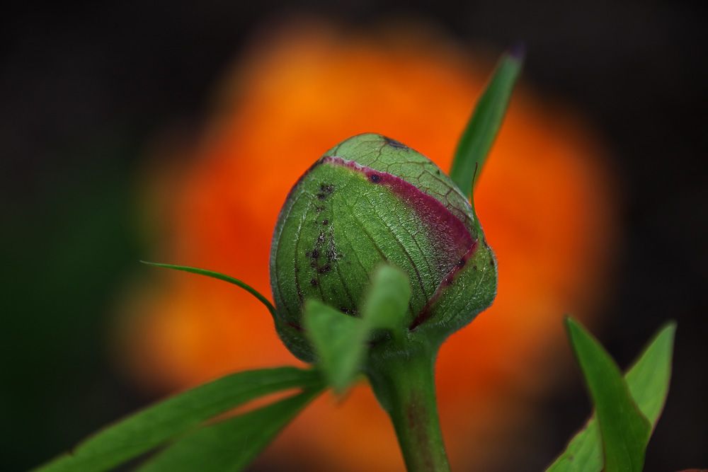 Pfingsten kommt bald Foto & Bild | pflanzen, pilze & flechten, blüten ...