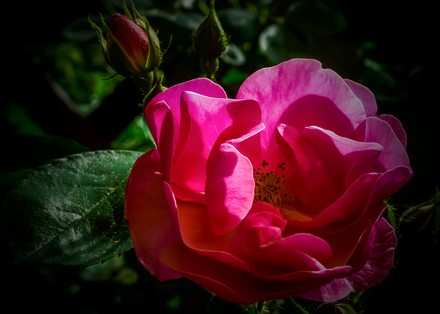 pfingst.gruß *** Foto & Bild | spezial, rot, natur Bilder auf fotocommunity