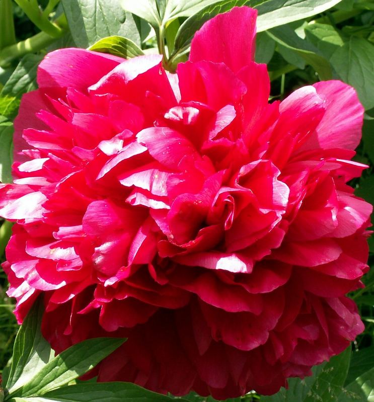 Pfingst....Rose Foto & Bild | pflanzen, pilze & flechten, blüten ...