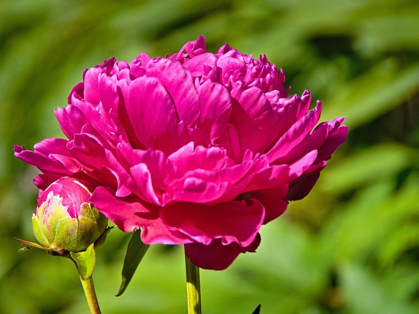 Pfingstrose Foto & Bild | fotos, natur, pflanzen Bilder auf fotocommunity