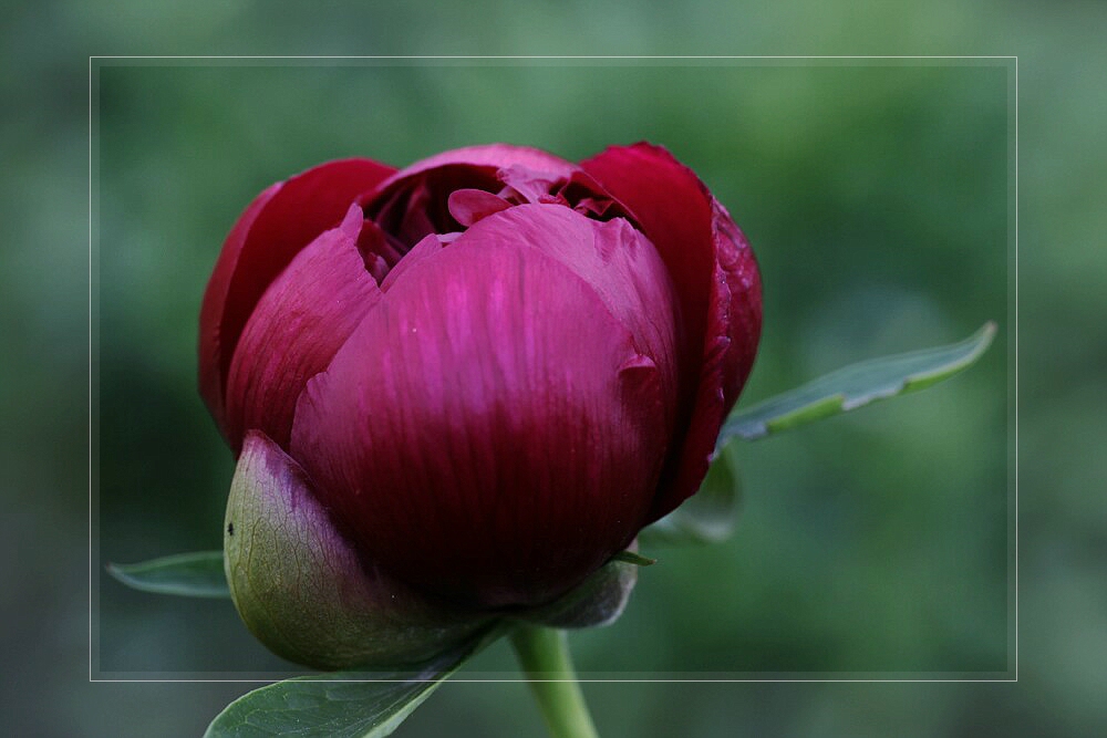 Pfingst(rosen)-Grüße Foto & Bild | pflanzen, pilze & flechten, blüten ...