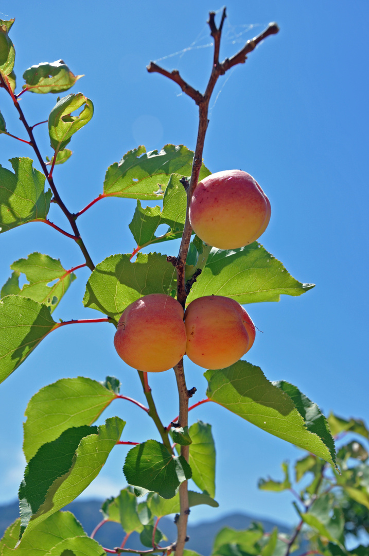 Pfirsich Foto & Bild | europe, balearic islands, spain Bilder auf ...