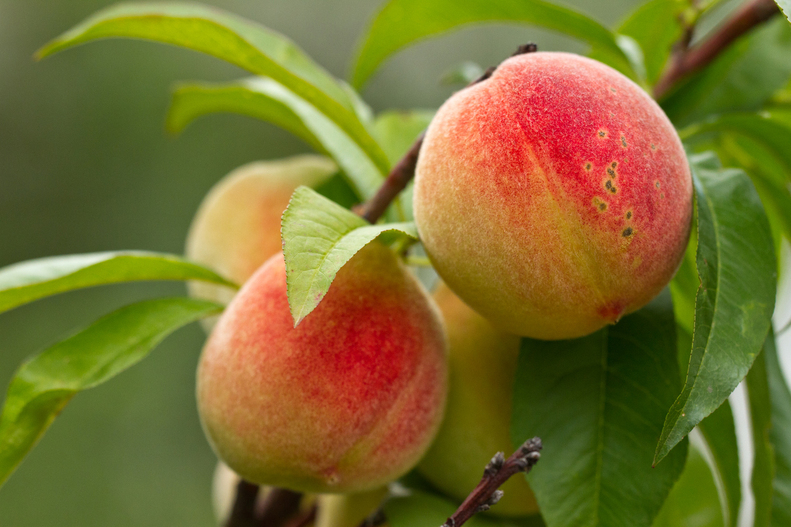 Pfirsich (1) Foto & Bild | pflanzen, pilze & flechten, früchte und ...