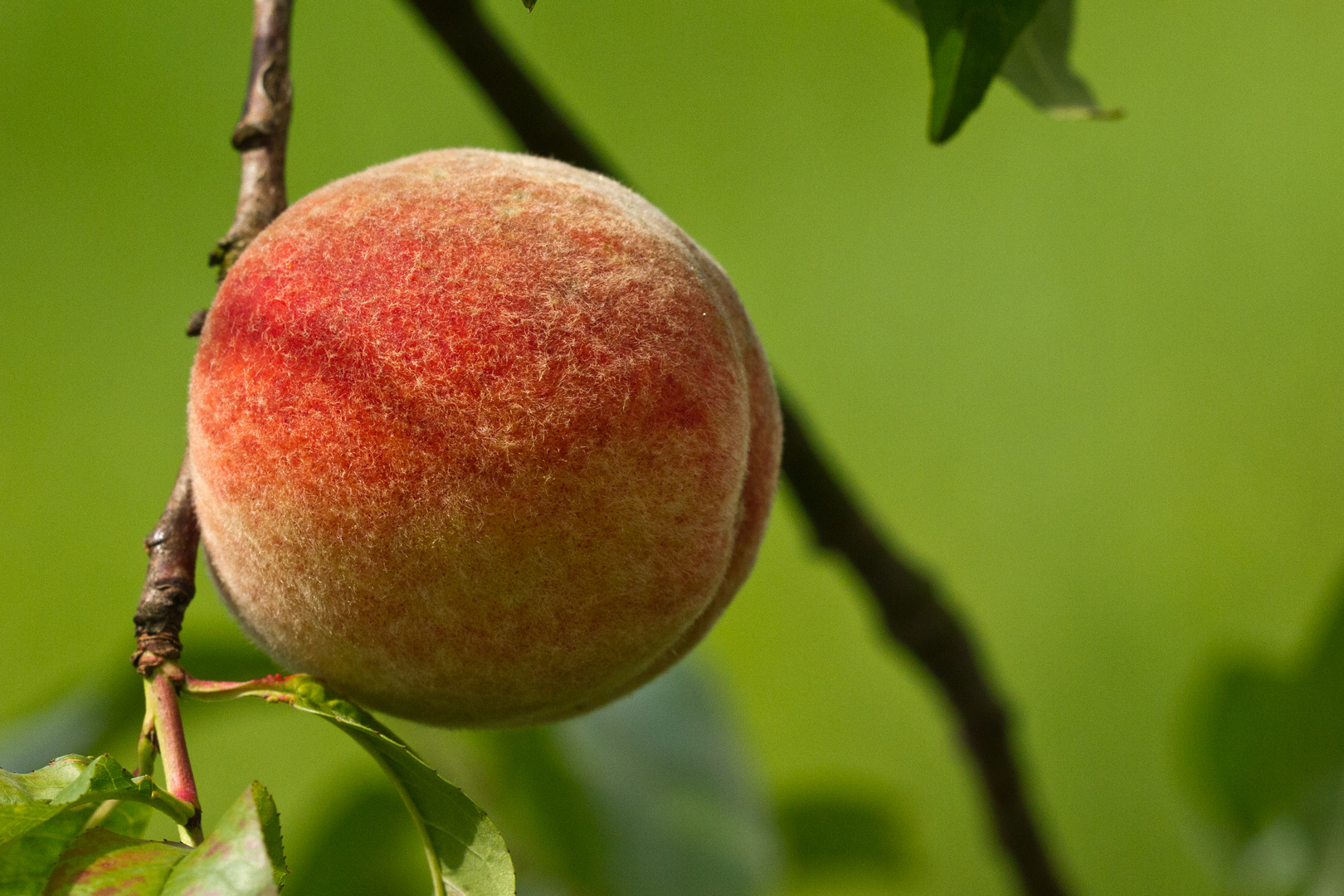 Pfirsich (2) Foto & Bild | pflanzen, pilze & flechten, früchte und ...