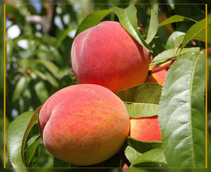 Pfirsiche..... Foto & Bild | pflanzen, pilze & flechten, früchte und ...