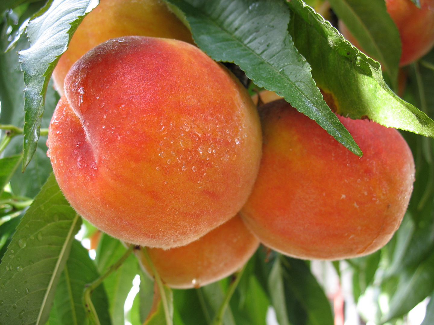 Pfirsiche Foto & Bild | pflanzen, pilze & flechten, früchte und beeren ...