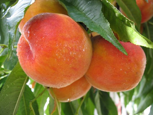 Pfirsich Fotos & Bilder auf fotocommunity