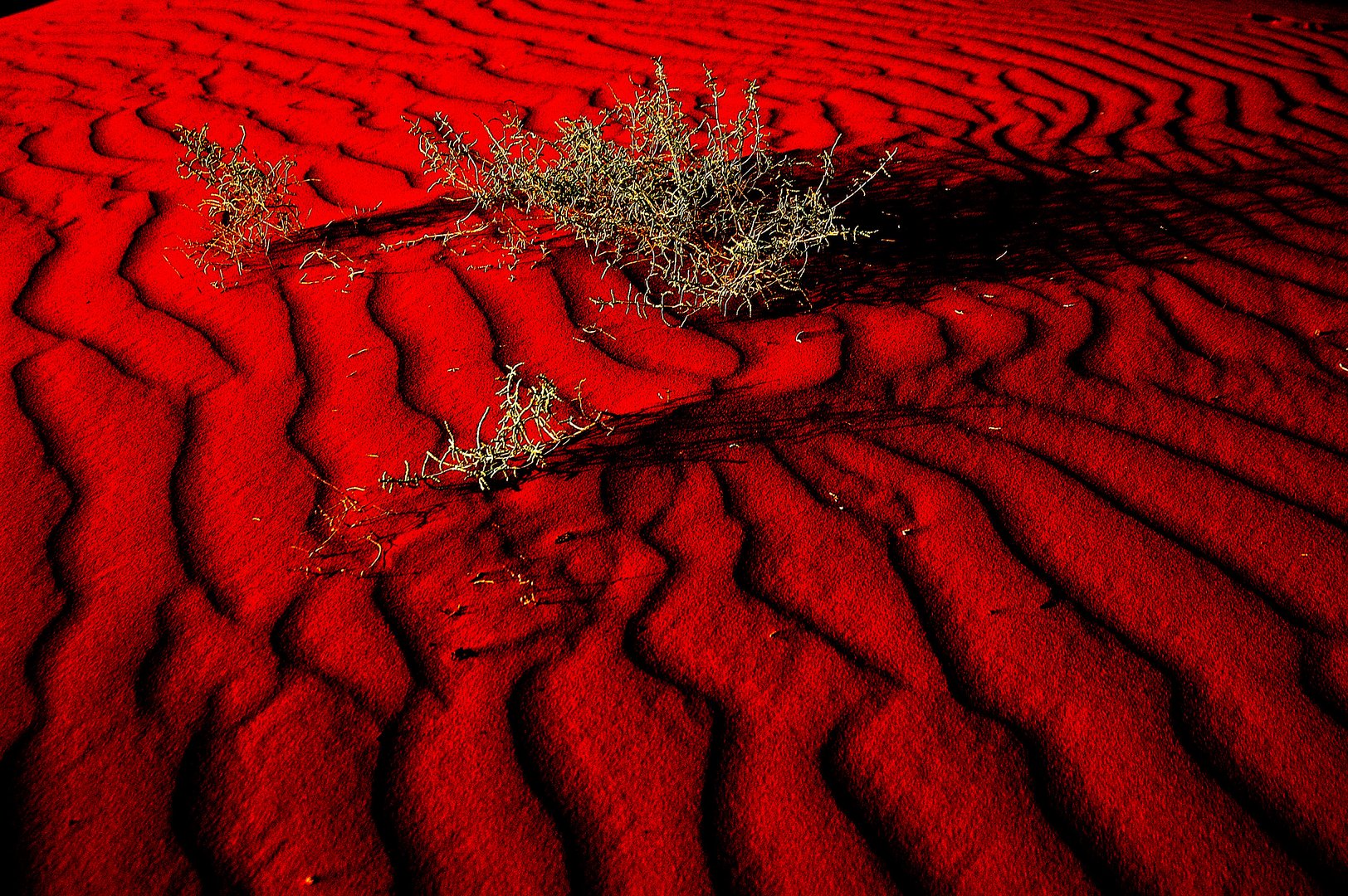 Pflanze in der Wüste Foto & Bild | landschaft, wüste, natur Bilder auf ...