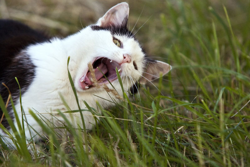 Pflanzenfresser Foto & Bild | tiere, haustiere, katzen Bilder auf ... Pflanzenfresser Foto & Bild | tiere, haustiere, katzen Bilder auf ...