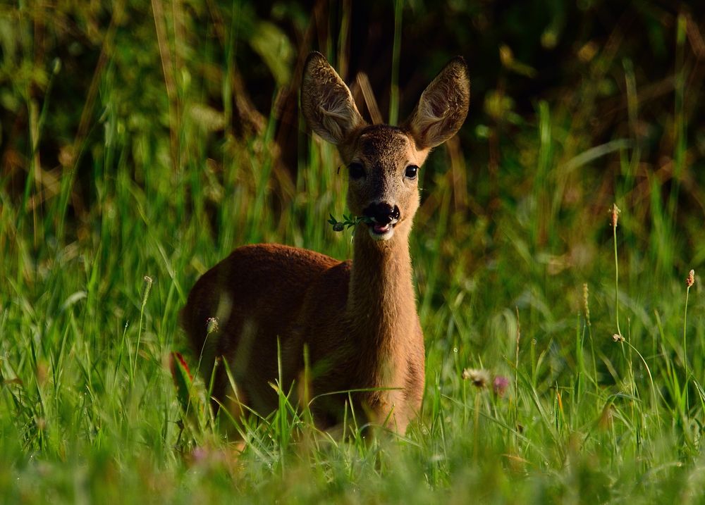Pflanzenfresser Foto & Bild | tiere, wildlife, säugetiere Bilder auf ... Pflanzenfresser Foto & Bild | tiere, wildlife, säugetiere Bilder auf ...