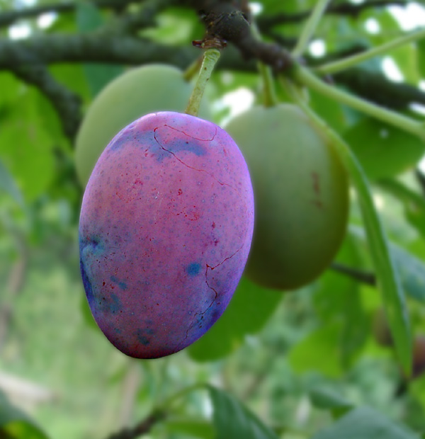 Pflaume Foto & Bild | nah- & makro, techniken, aufnahme-techniken ...