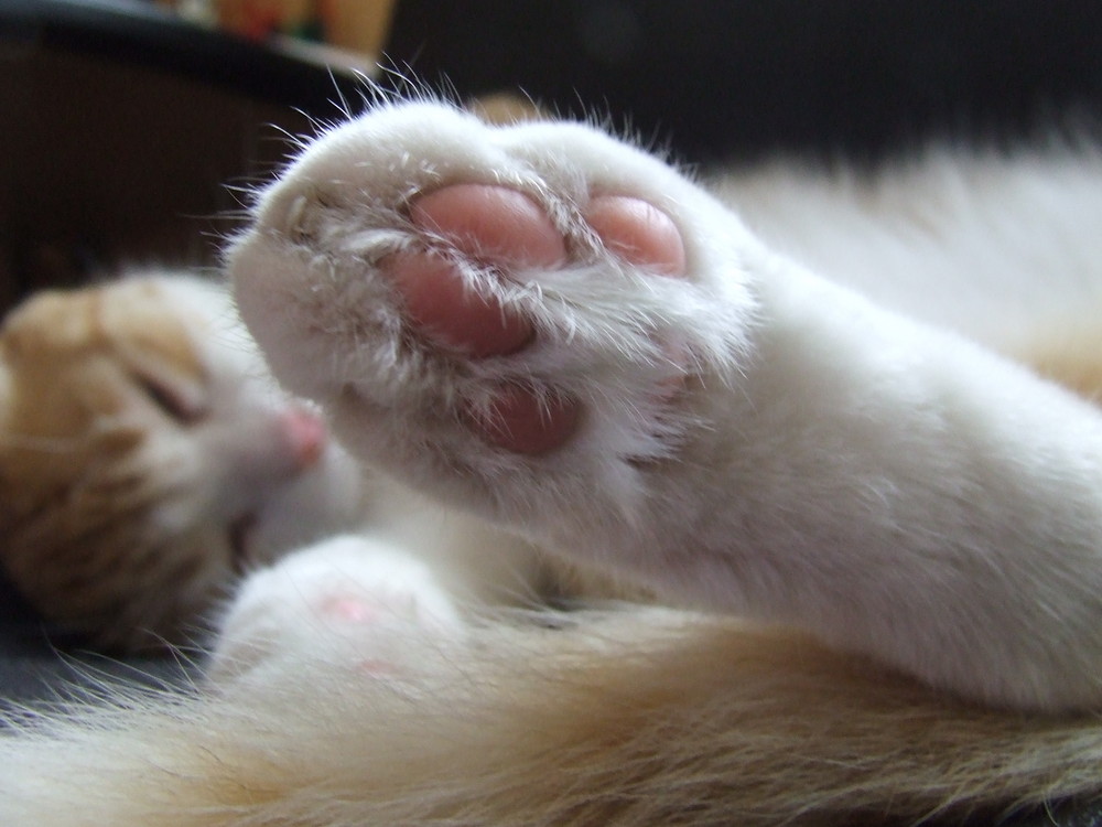 Pfote Foto & Bild | archiv projekte naturchannel, naturprojekte 2008 ...