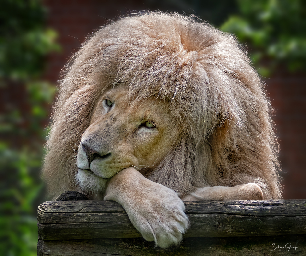 "Pfoto"gen Foto & Bild | nikon, natur, katzen Bilder auf fotocommunity