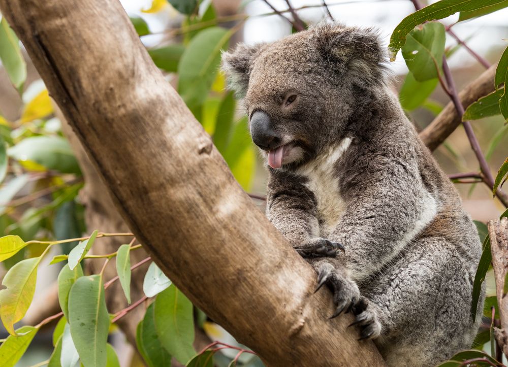 Pfui Foto & Bild | australia, world, natur Bilder auf fotocommunity