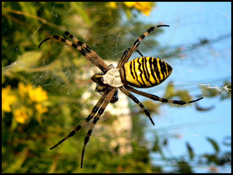 pfui :-) Foto & Bild | tiere, wildlife, spinnen Bilder auf fotocommunity