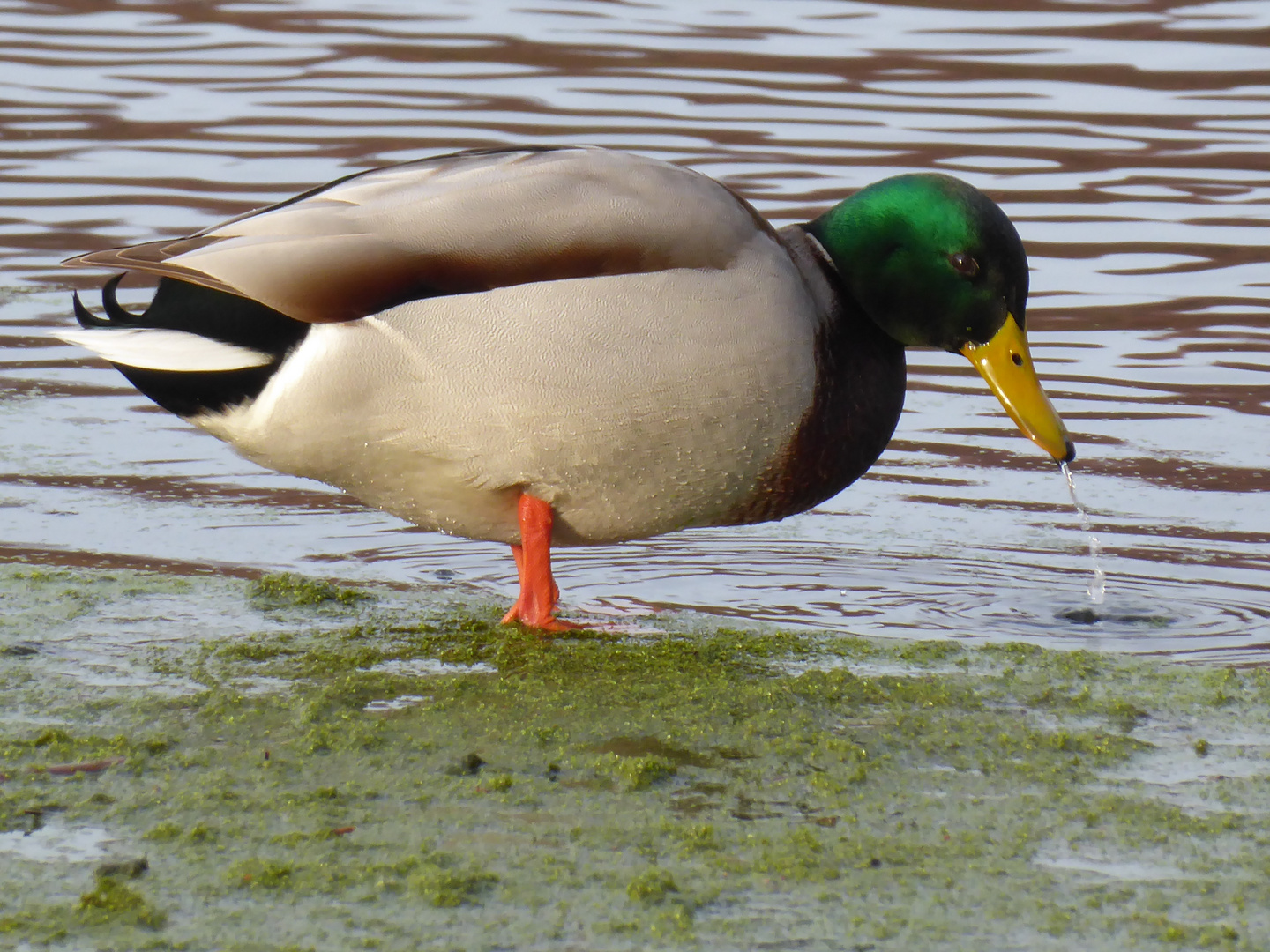 Pfui, das schmeckt nicht ;-) Foto & Bild | tiere, wildlife, wild ...