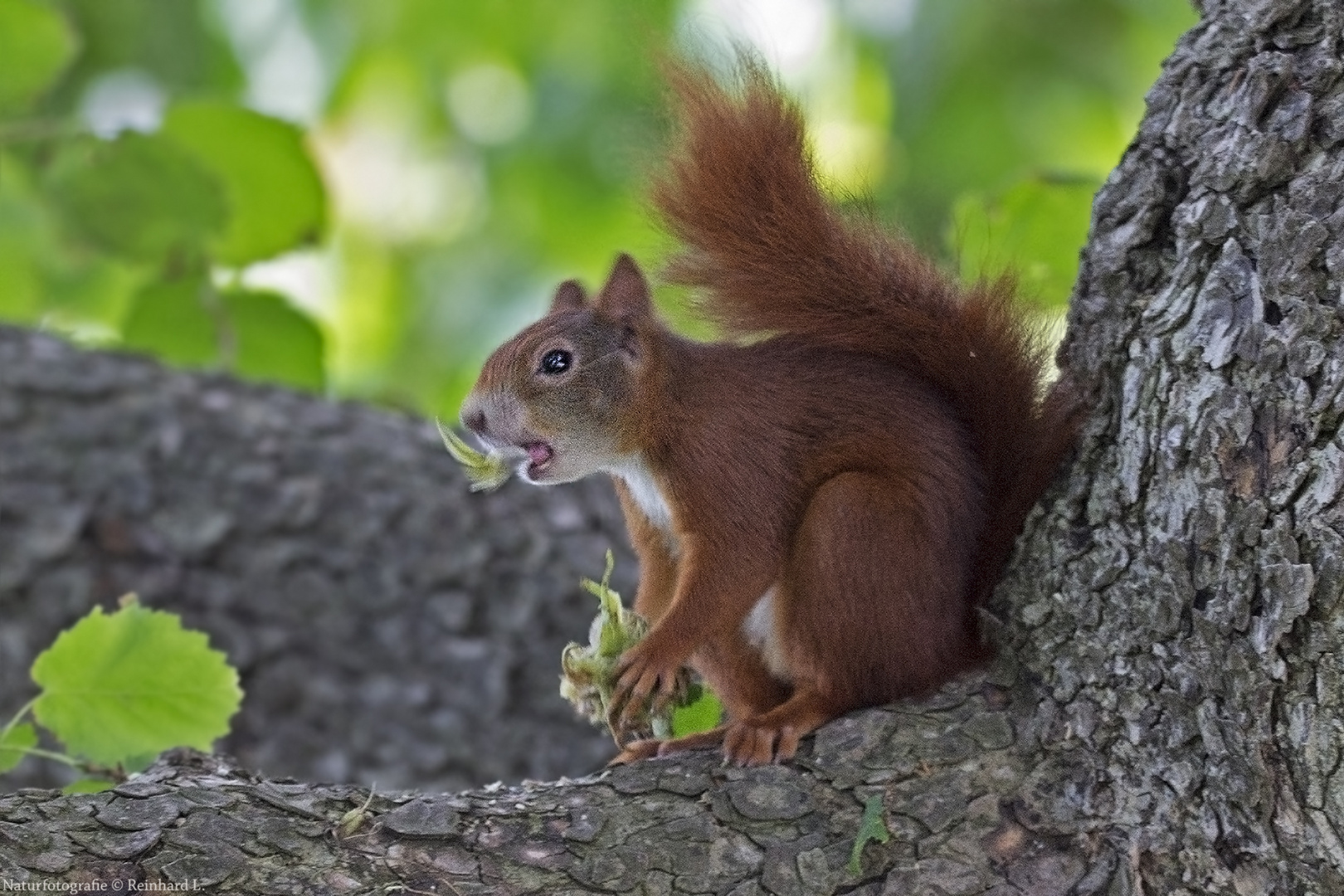 Pfui Deibel! Foto & Bild | bäume, eichhörnchen, natur Bilder auf ...