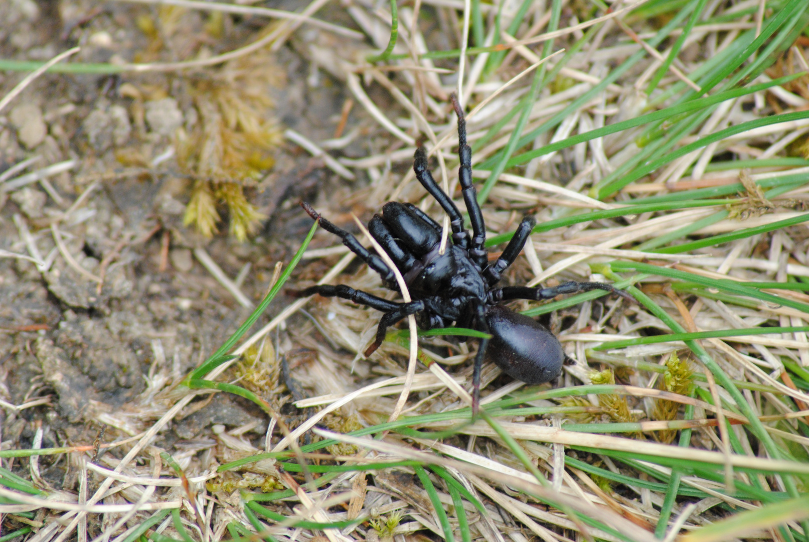 Pfui Spinne :) Foto & Bild | tiere, wildlife, spinnen Bilder auf ...