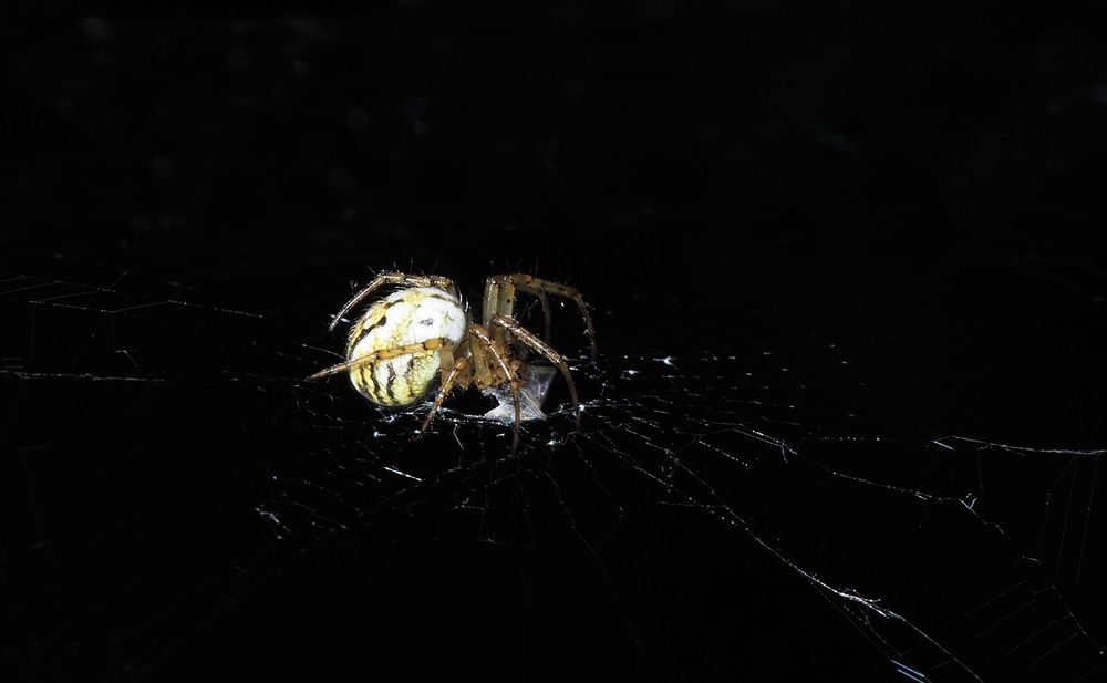 Pfui Spinne ? Foto & Bild | fotos, natur, tiere Bilder auf fotocommunity