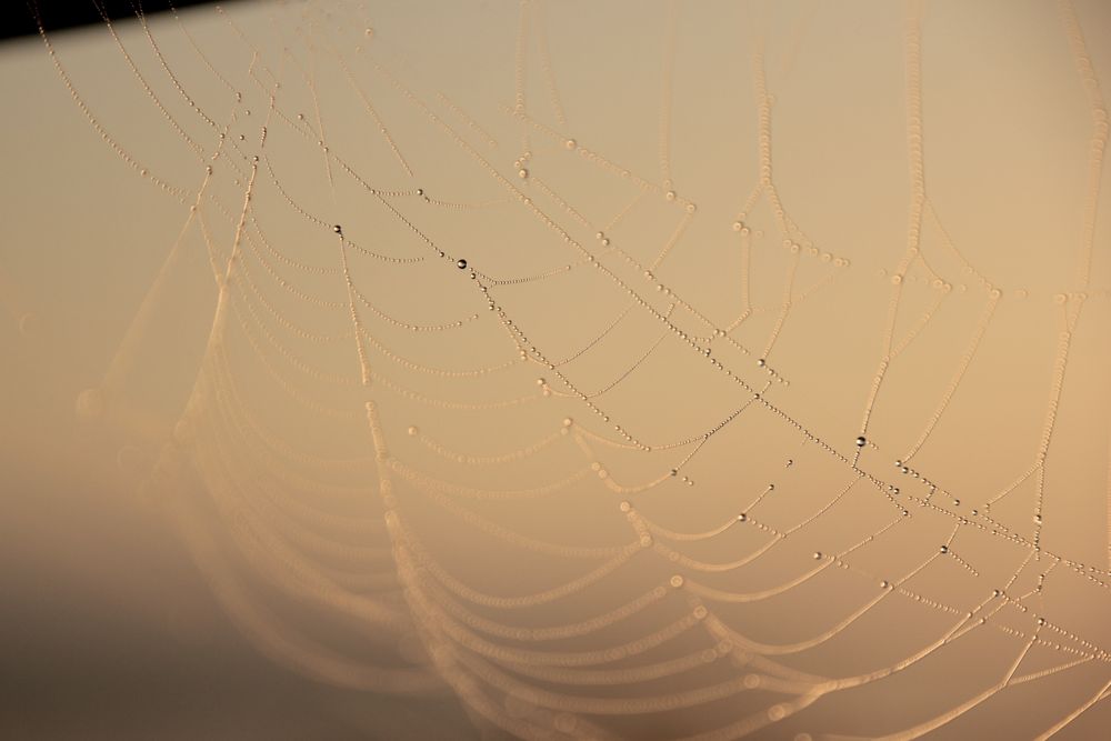 Pfui Spinne Foto & Bild | tiere, spuren von tieren, natur Bilder auf ...