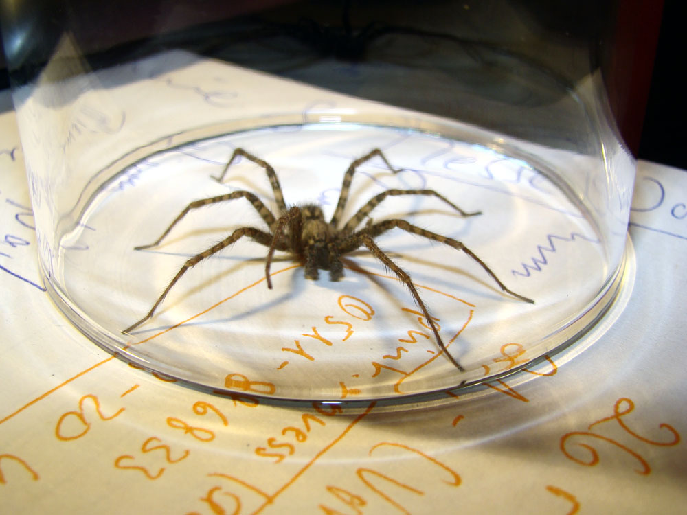 pfui spinne... Foto & Bild | tiere, wildlife, insekten Bilder auf ...