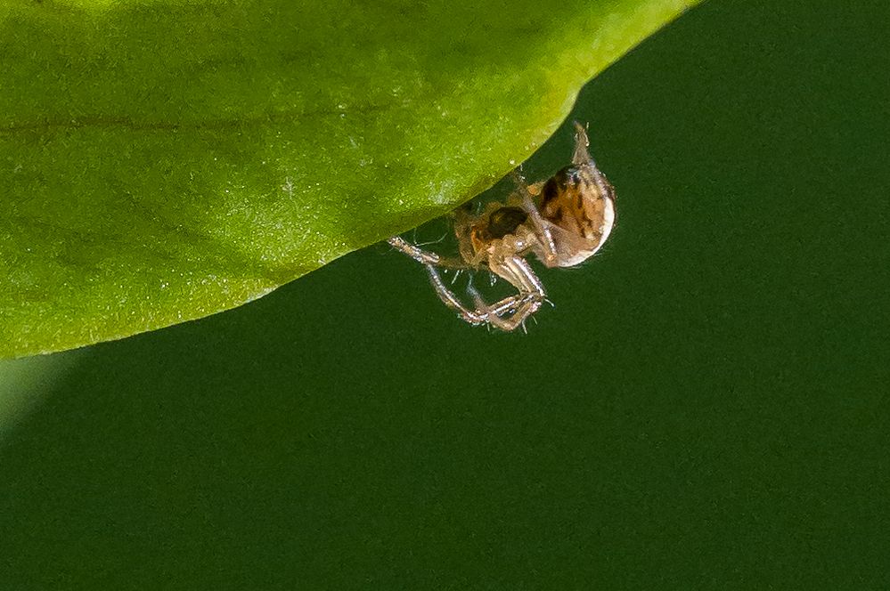 Pfui Spinne Foto & Bild | tiere, wildlife, spinnen Bilder auf fotocommunity