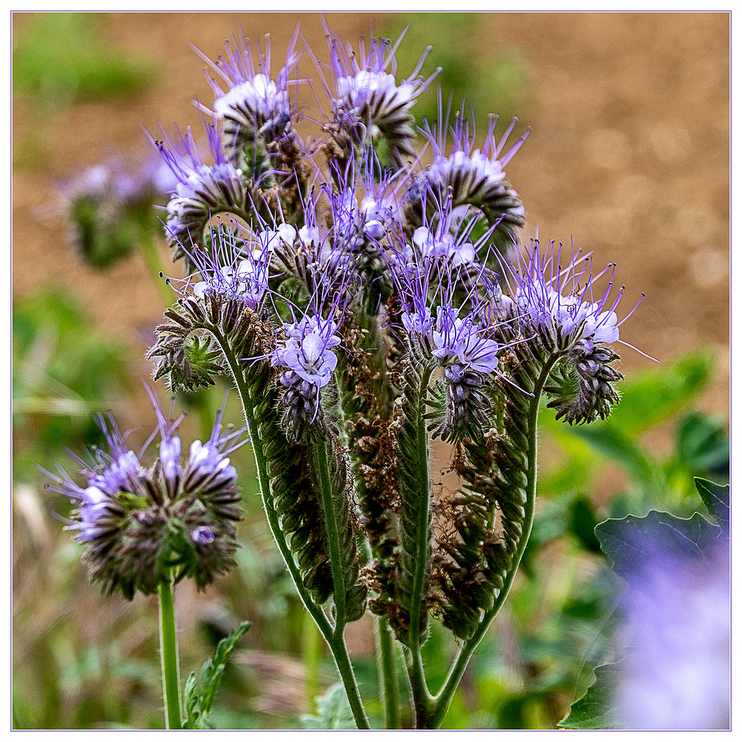 Phacelia... Foto & Bild | pflanzen, pilze & flechten, natur-makros ...