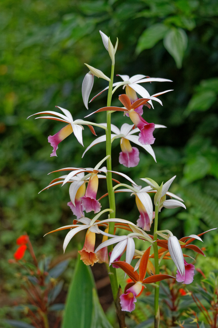 Phaius Foto & Bild | north america, central america, costa rica Bilder ...