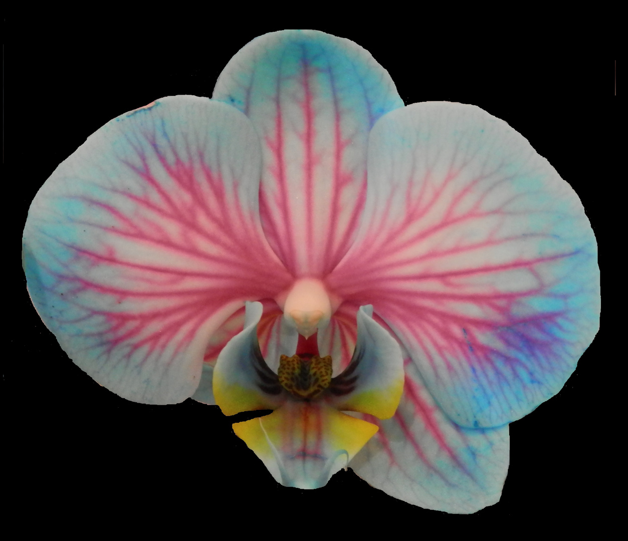 Phalaenopsis "Blue Wonder" - eine unnatürlich gefärbte blaue Orchidee ...