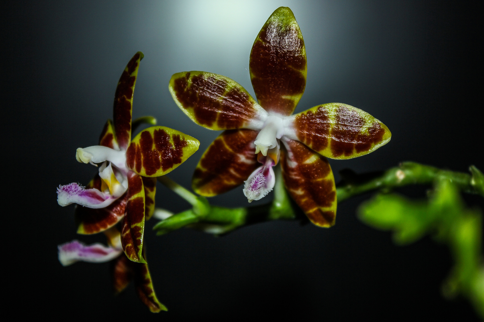 Phalaenopsis venosa x speciosa Foto & Bild | flower, flowers, makro ...