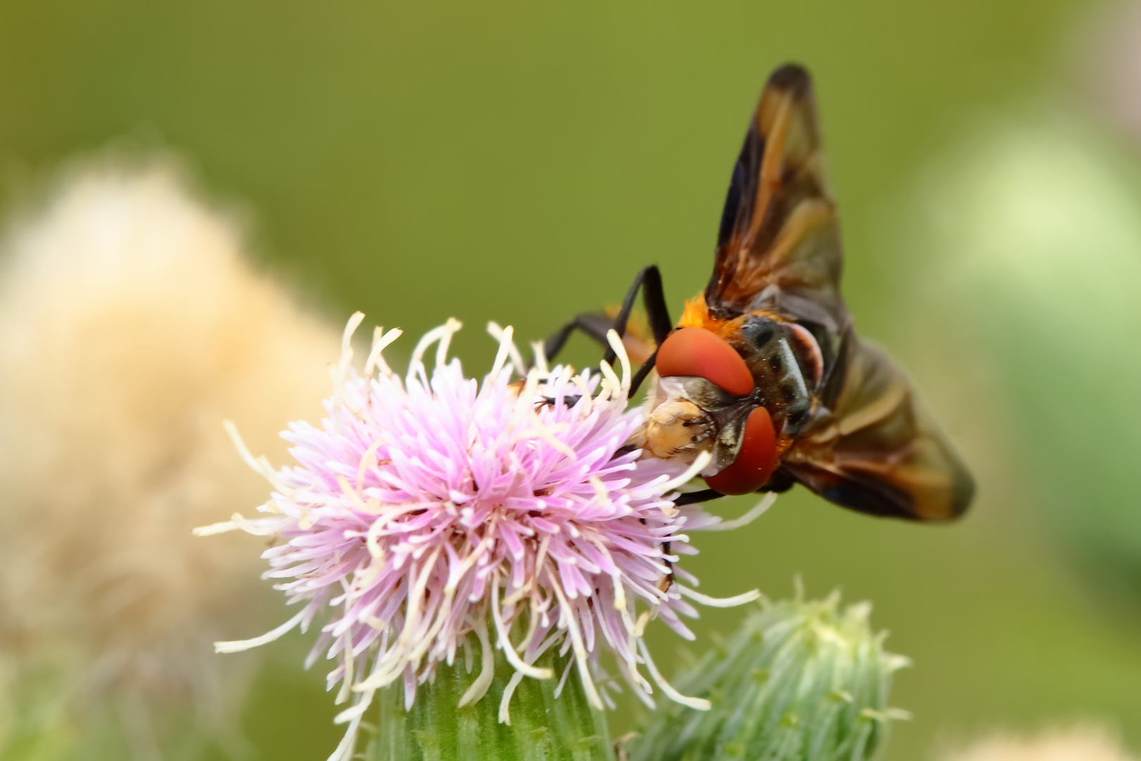 Phasia photo et image | nature, macro, insectes Images fotocommunity