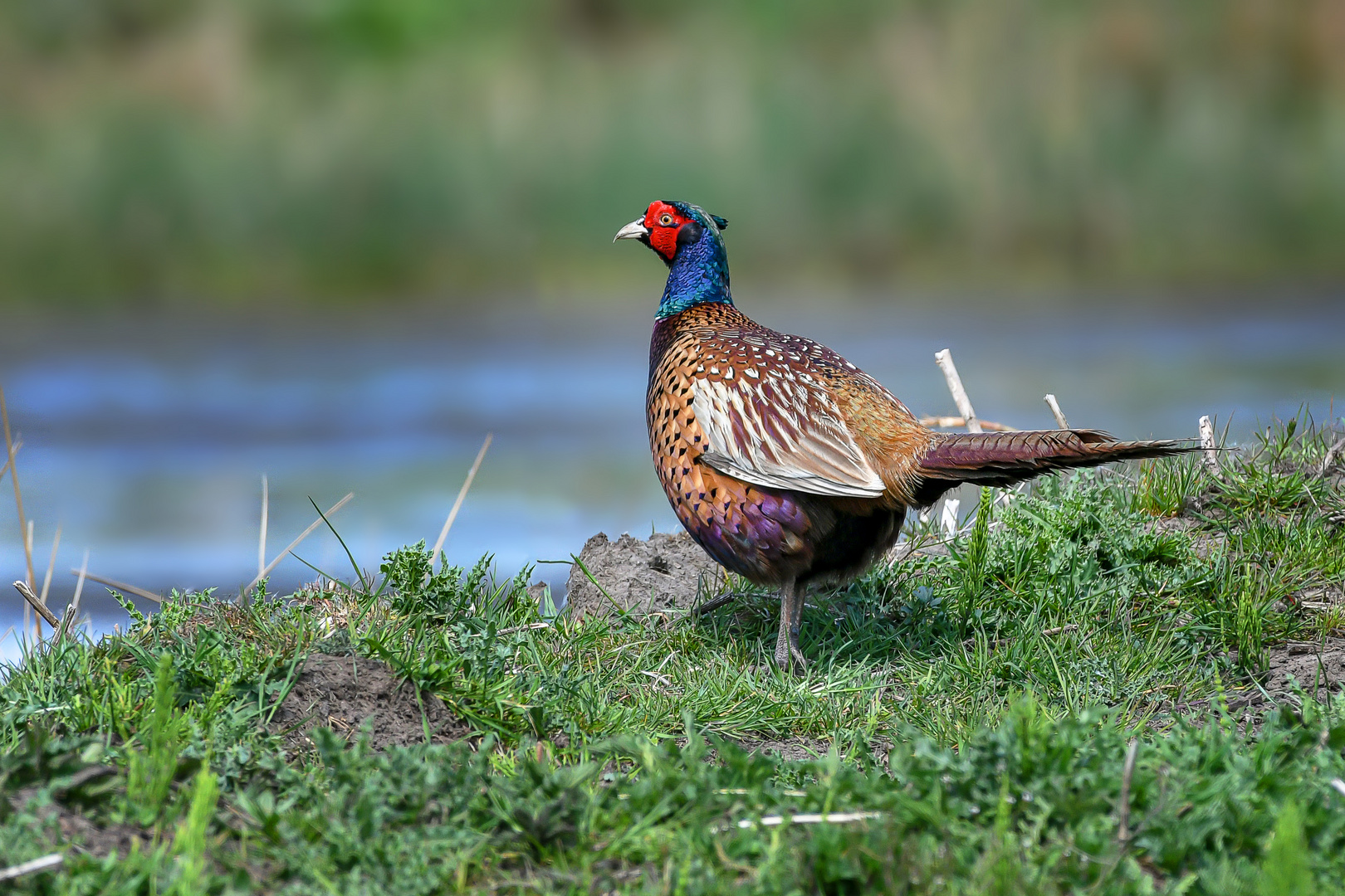 Phasianus colchicus Foto & Bild | deutschland, europe, nordrhein ...