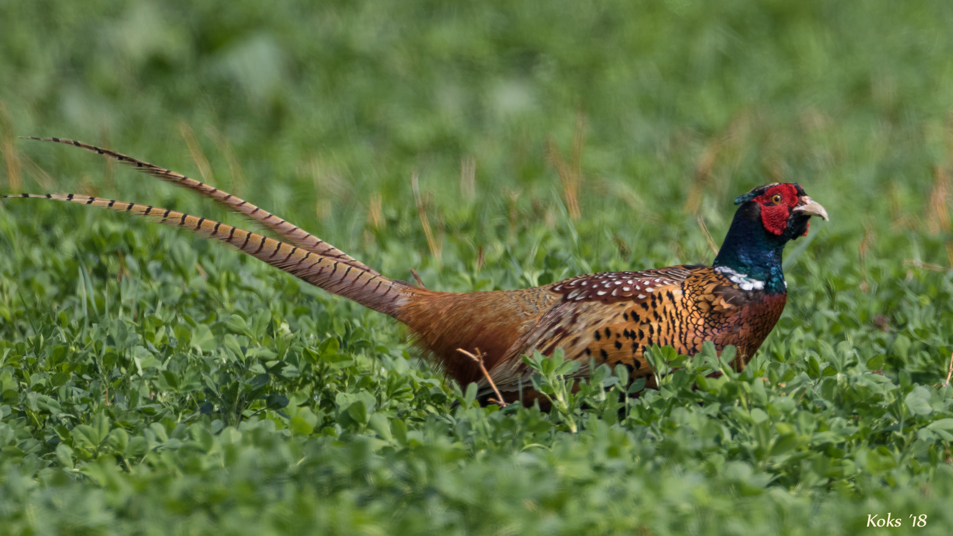Phasianus colchicus Foto & Bild | tiere, wildlife, wild lebende vögel ...