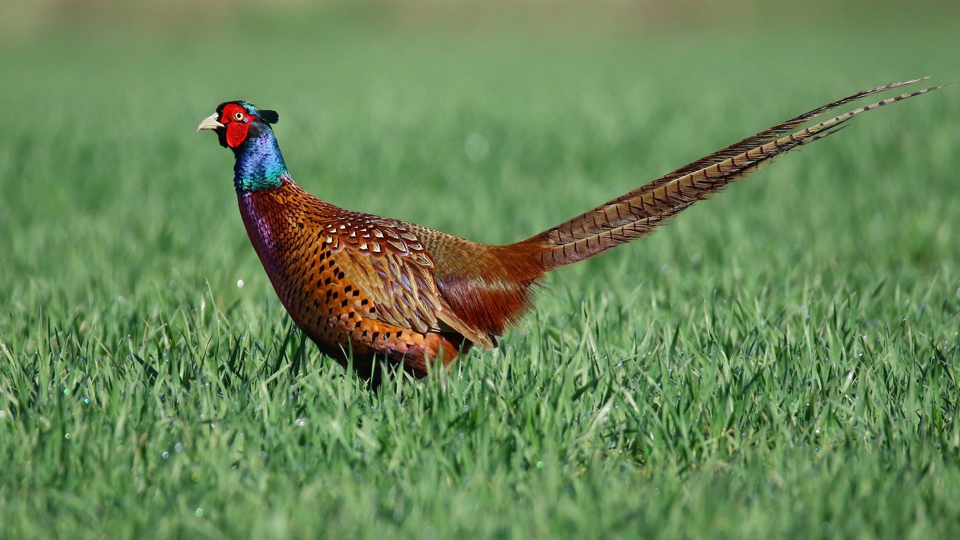 Phasianus colchicus .... Foto & Bild | wiese, natur, federn Bilder auf ...