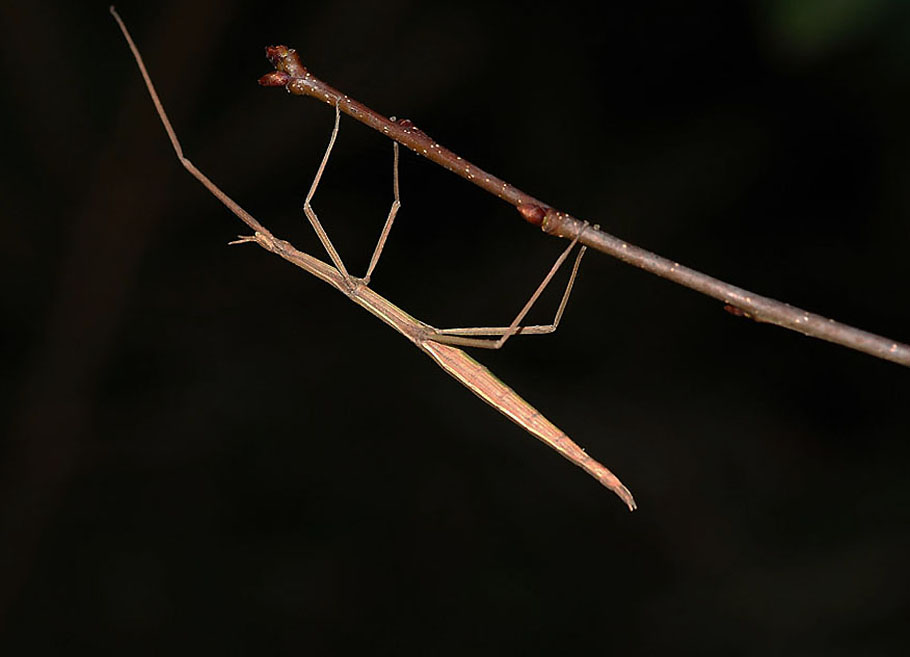 Phasme bâton photo et image | macro nature, macro insectes, nature ...