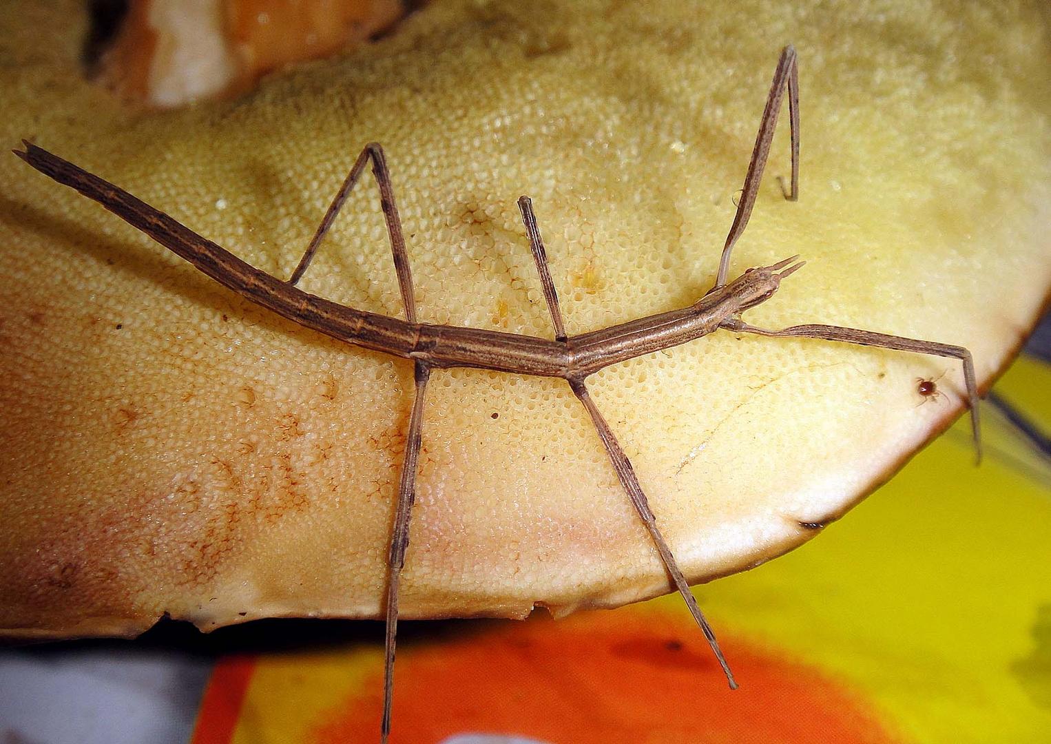 Phasme Bâton photo et image | macro nature, macro insectes, insectes ...