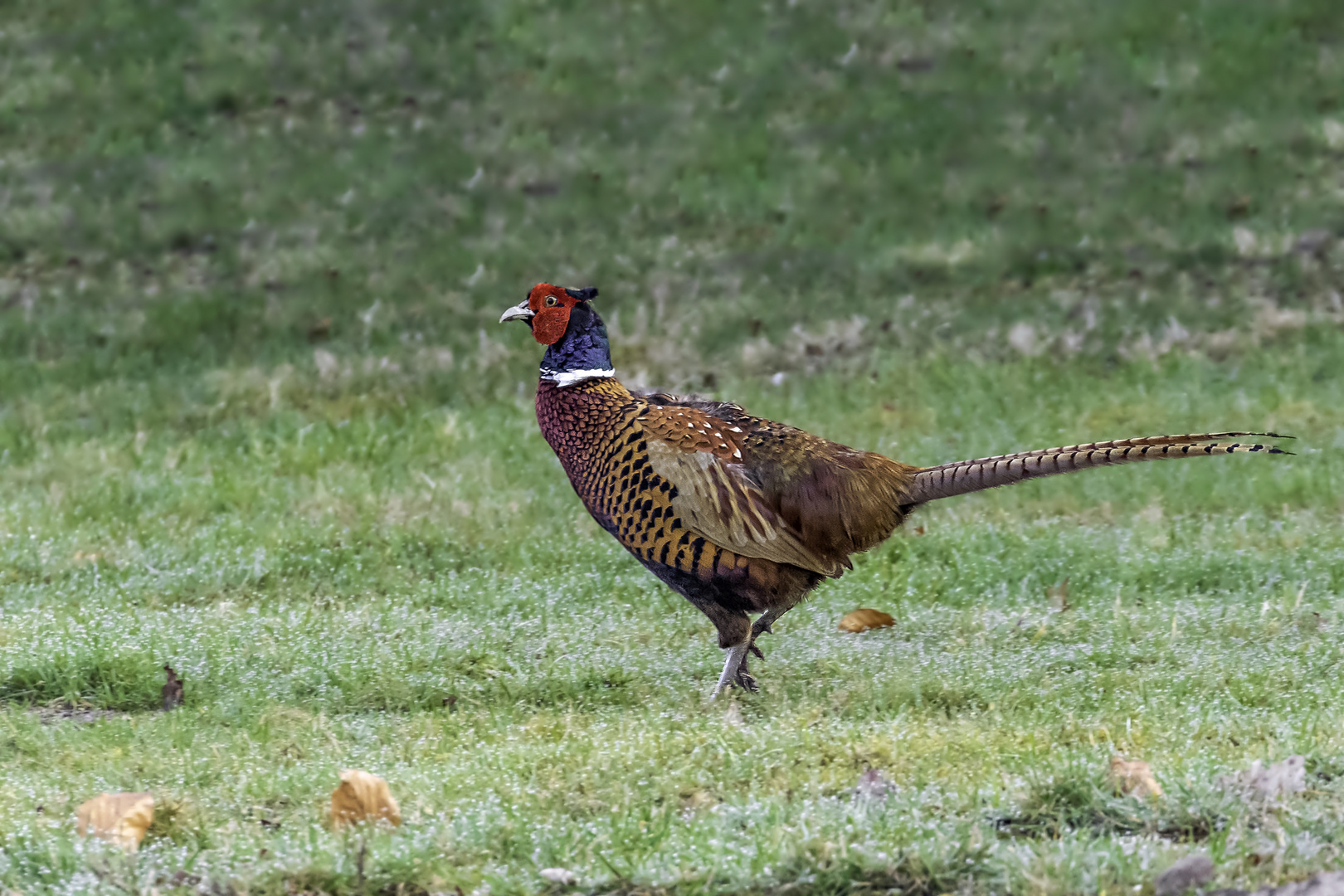 Pheasant (Phasianus colchicus) Foto & Bild | tiere, wildlife, wild ...
