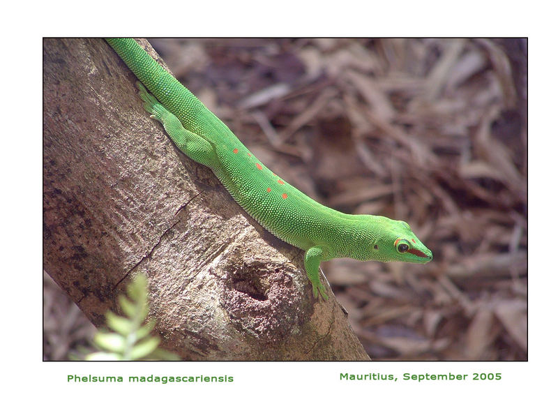 Phelsuma Foto & Bild | tiere, wildlife, amphibien & reptilien Bilder ...