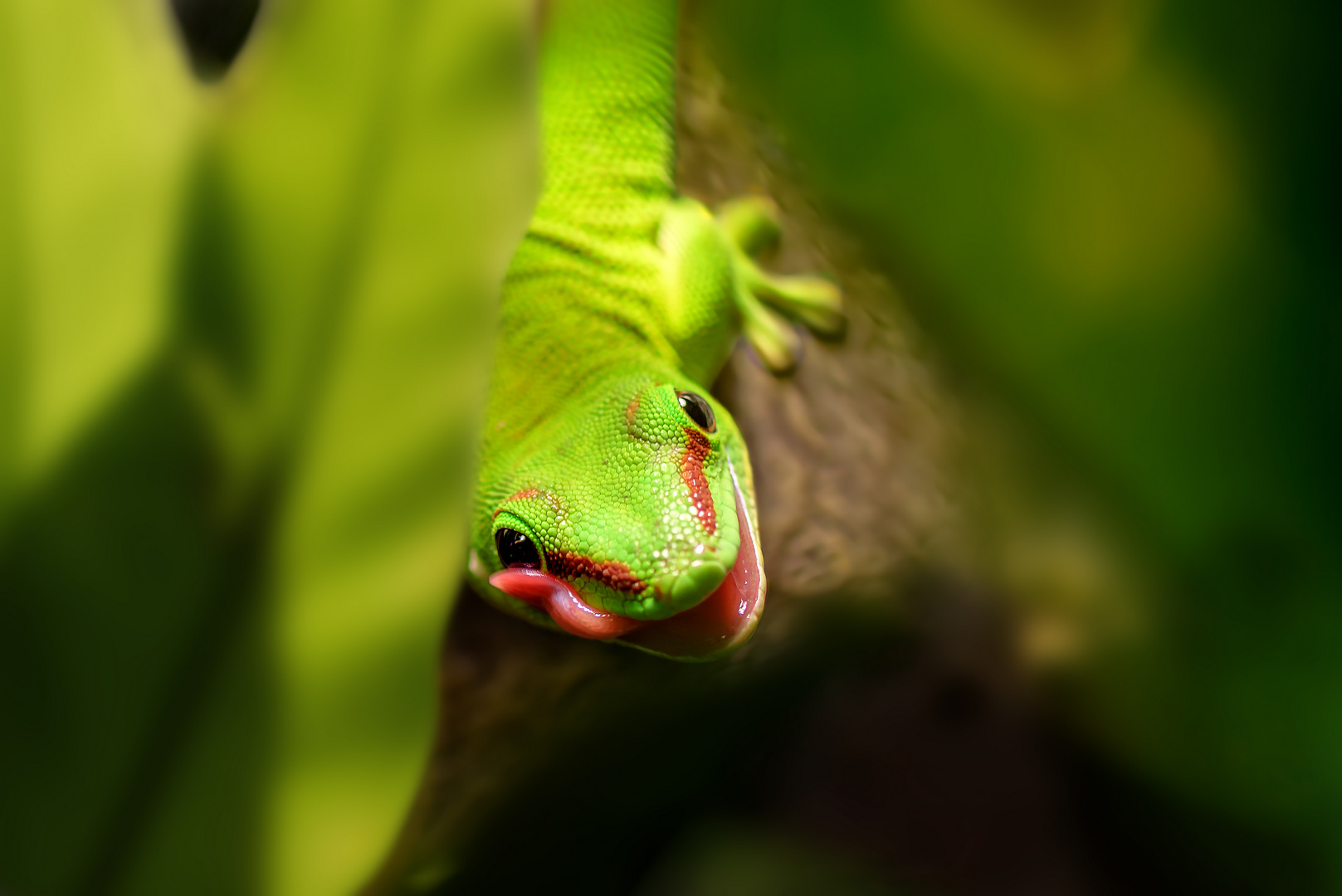 Phelsuma Foto & Bild | tiere, haustiere, terraristik Bilder auf ...