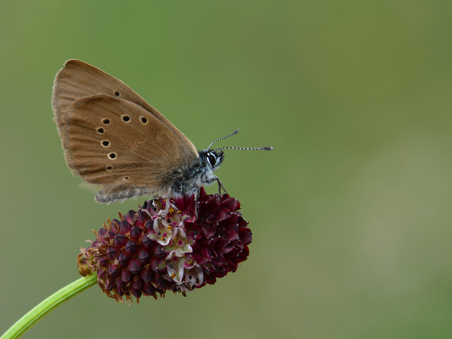 Phengaris nausithous » Dusky Large Blue Foto & Bild | tiere, wildlife ...