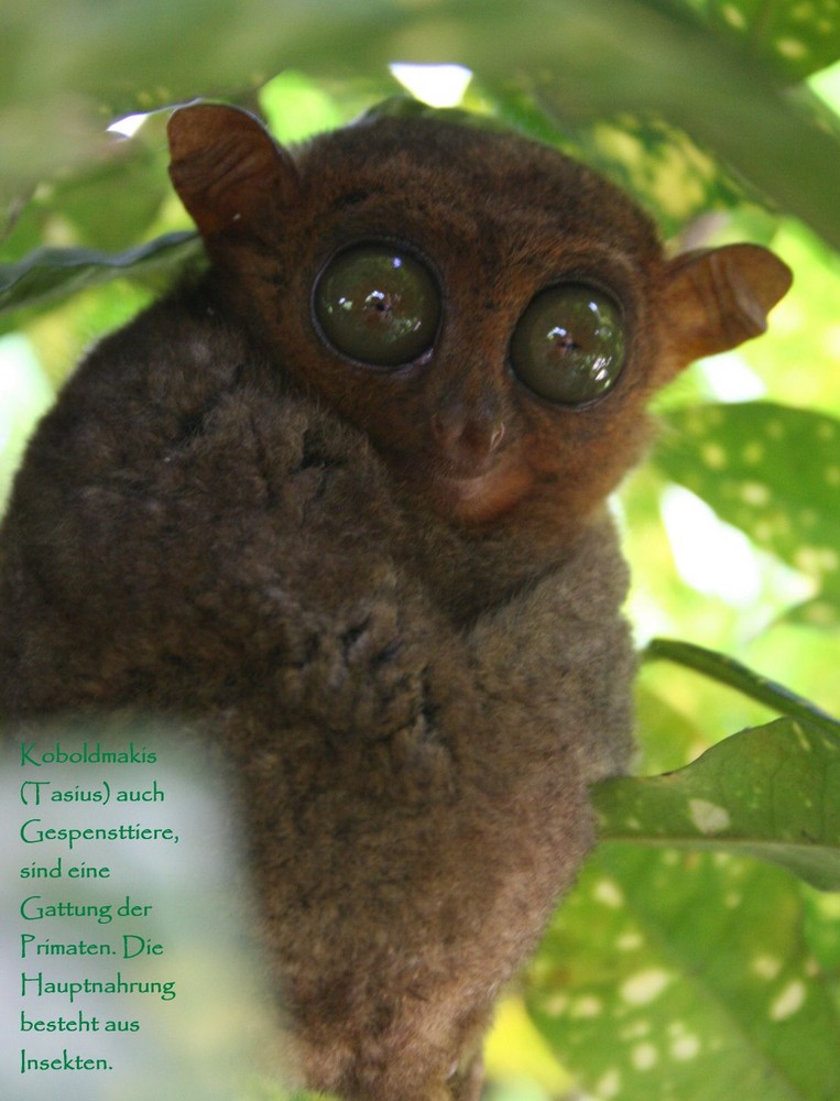 Philippinen-Koboldmaki (Tarsius syrichta) Foto & Bild | asia ...