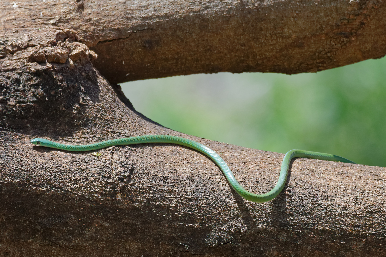 Philothamnus hoplogaster Foto & Bild | africa, eastern africa, kenya ...