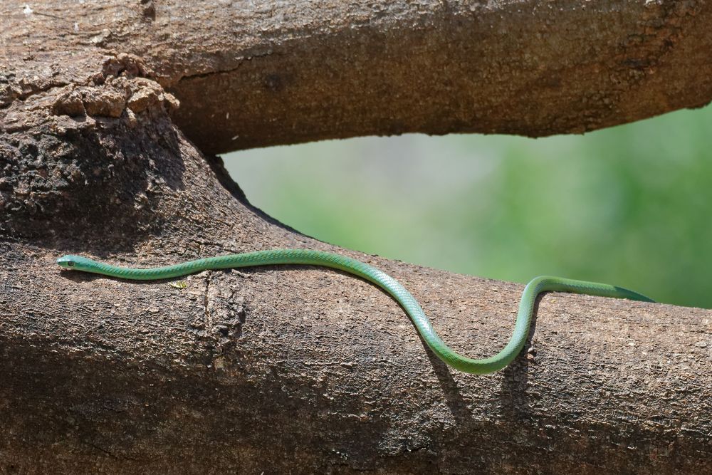 Philothamnus hoplogaster Foto & Bild | africa, eastern africa, kenya ...