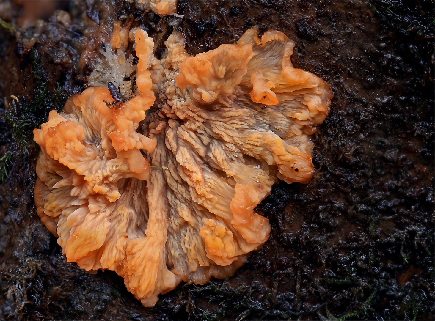 Phlebia Radiata Foto & Bild | makro, natur, pflanzen Bilder auf ...