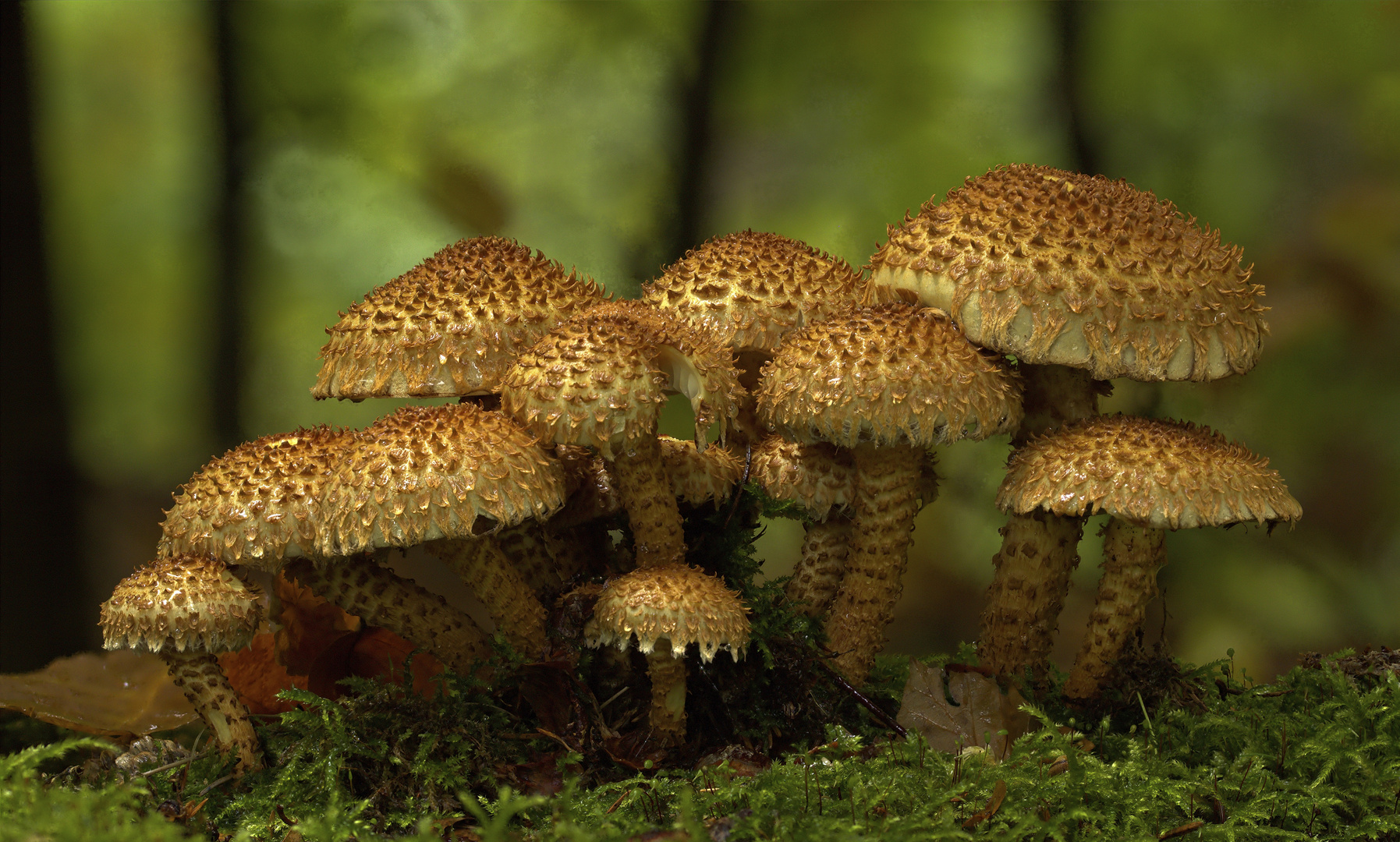 Pholiota squarrosa Foto & Bild | fotos, wald, makro Bilder auf ...