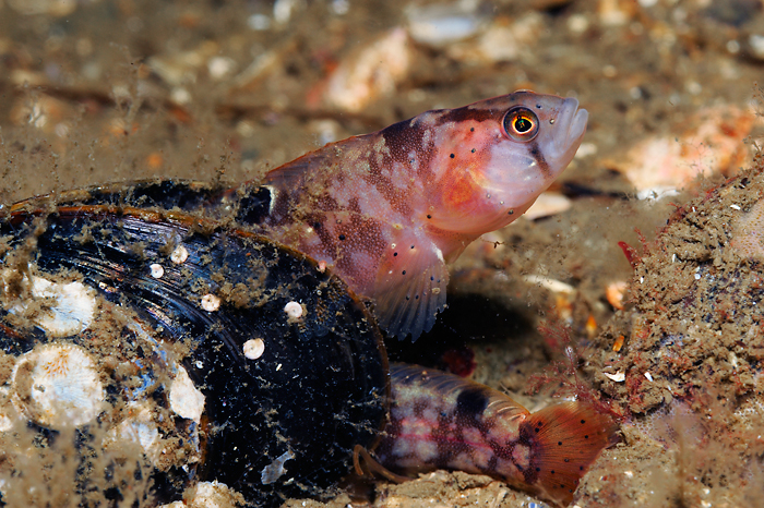 Pholis gunnellus Foto & Bild | unterwasser, uw-salzwasser, natur ...