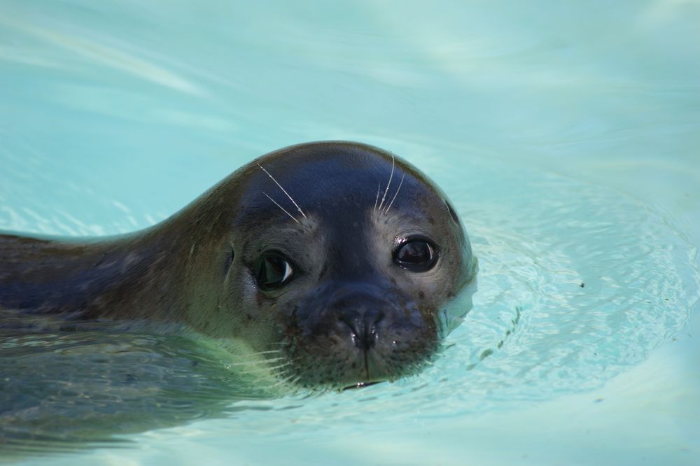 phoque photo et image | animaux, animaux sauvages, bovidés à l'état ...