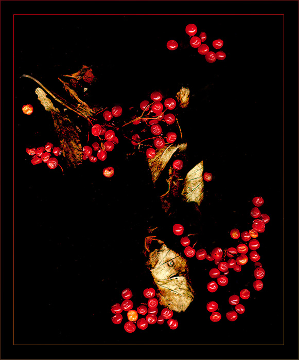 Photogram Foto & Bild | experimente, spezial Bilder auf fotocommunity